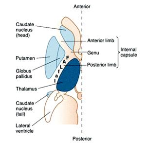 فیزیوتراپی- فیزیوتراپیست ابراهیم برزکار | کپسول داخلی (Internal capsule)